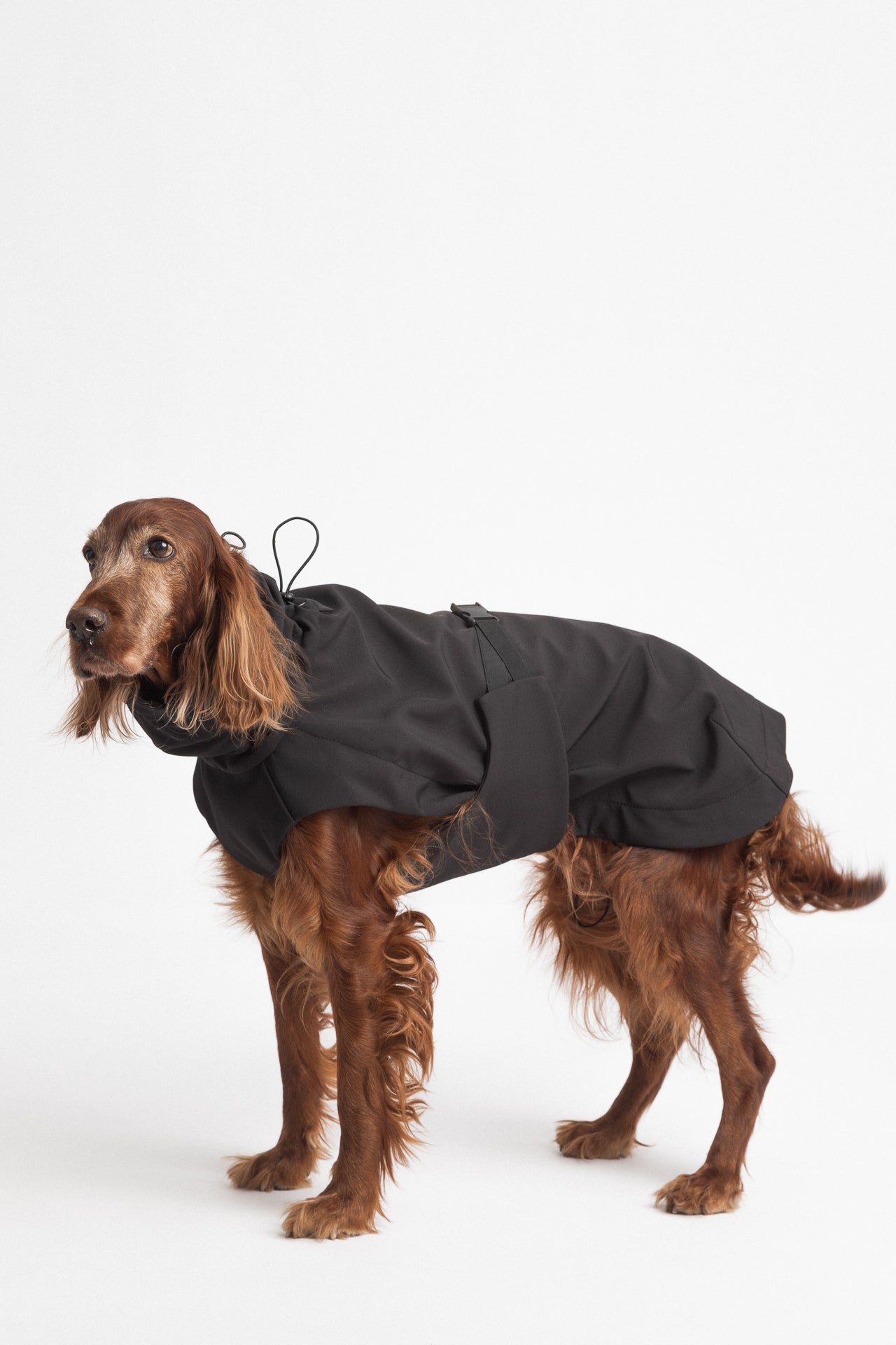 Dog Soft Shell - Black – SHIBESU